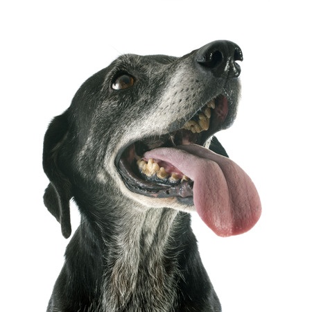 How To Care For Your Senior Dog | Sweetwater Nutrition®