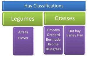 Best Hay To Feed Your Horse | Sweetwater Nutrition®