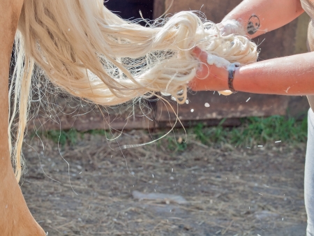 How To Groom Your Horse Like A Pro | Sweetwater Nutrition®