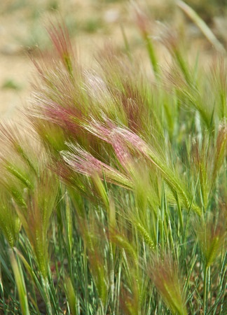 Why Foxtails Are Dangerous To Your Dog | Sweetwater Nutrition®
