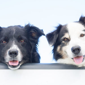 Plants Safe For Dogs | Sweetwater Nutrition